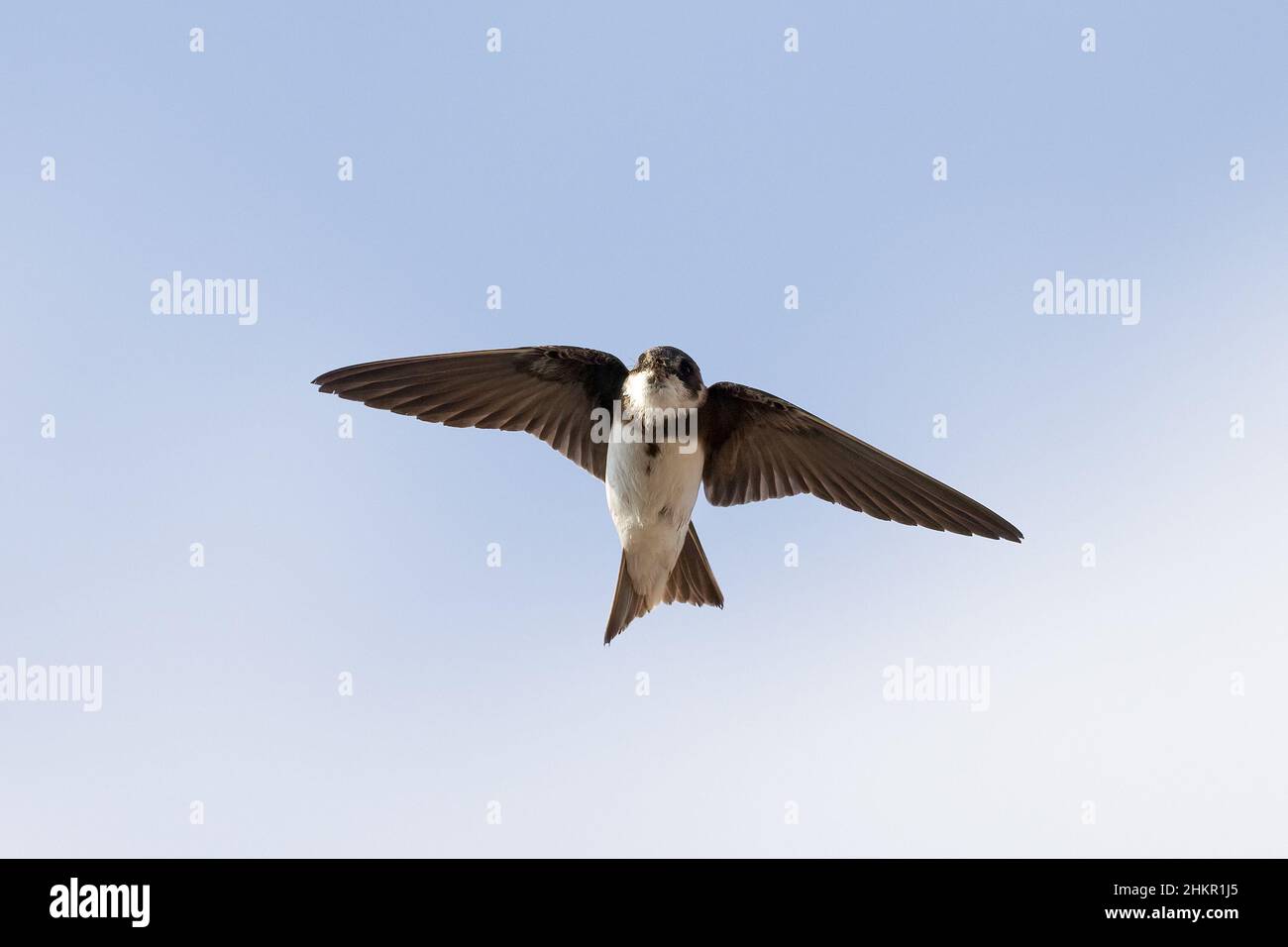 Collared Sand Martin Stock Photo - Alamy