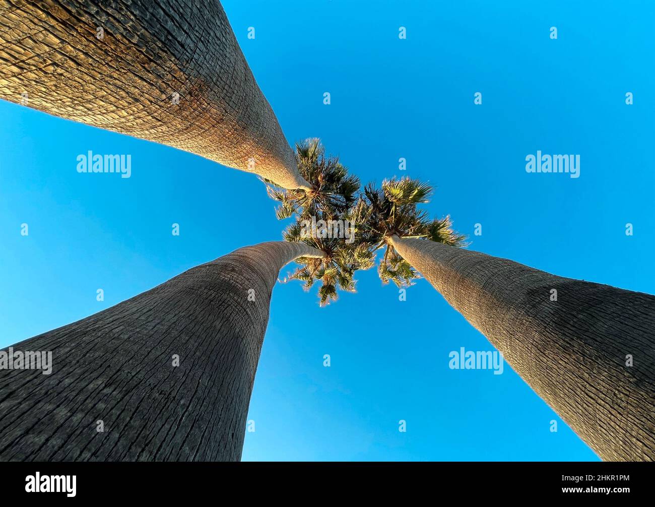 Coqueiro hi-res stock photography and images - Alamy