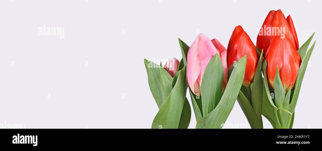 Young Tulip Plant With Bulb High Resolution Stock Photography and ...