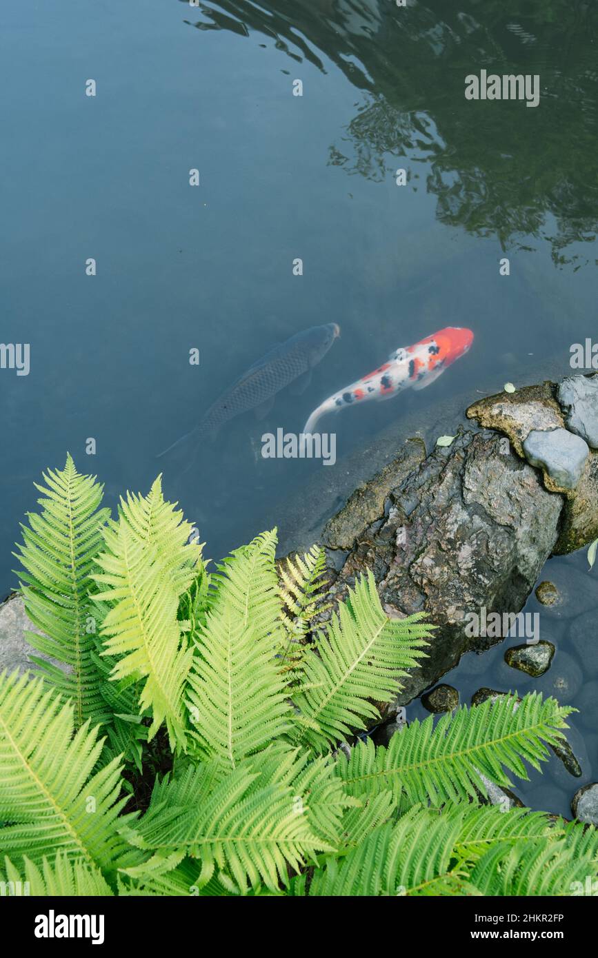 Kyoto koi hi-res stock photography and images - Alamy