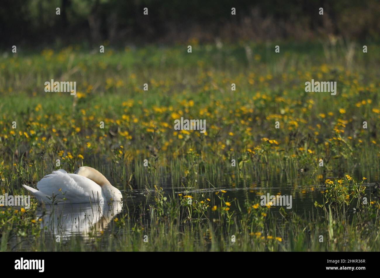 Mute swan swimming on the lake, river. A snow-white bird with a long ...