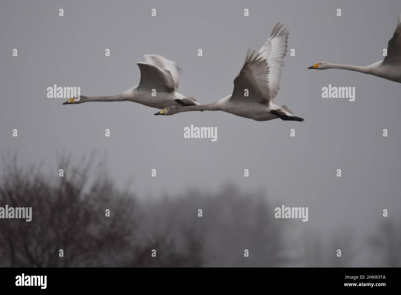 Mute swan swimming on the lake, river. A snow-white bird with a long ...