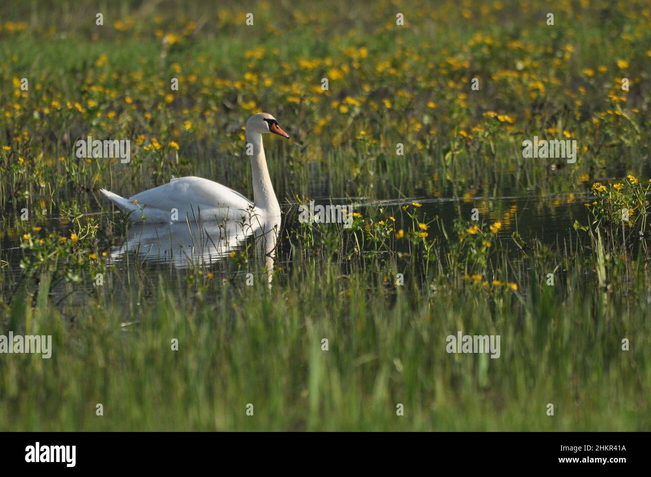 Mute swan swimming on the lake, river. A snow-white bird with a long ...