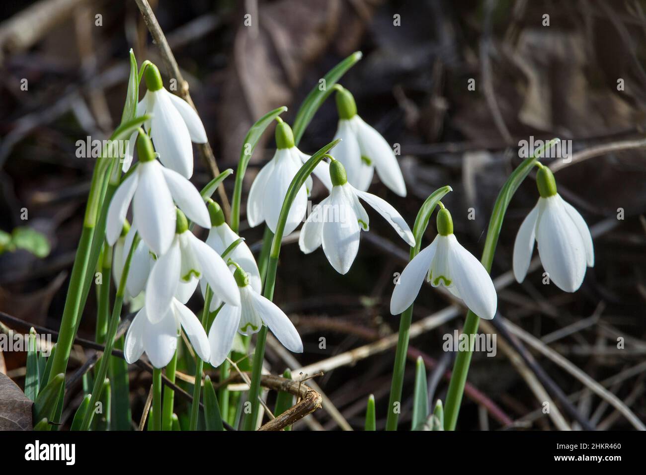 Drooping white flower from single stem hi-res stock photography and ...