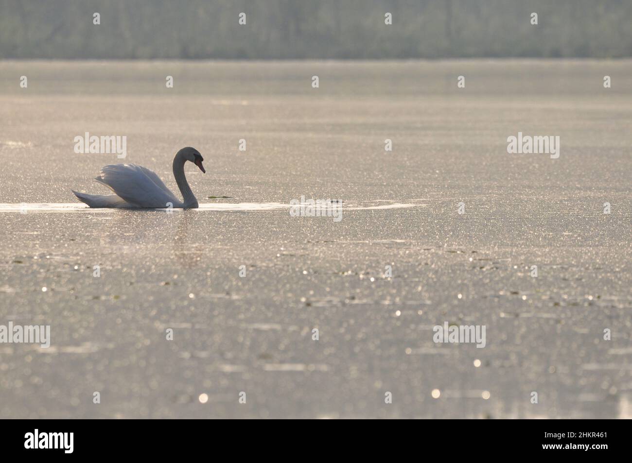 Mute swan swimming on the lake, river. A snow-white bird with a long ...