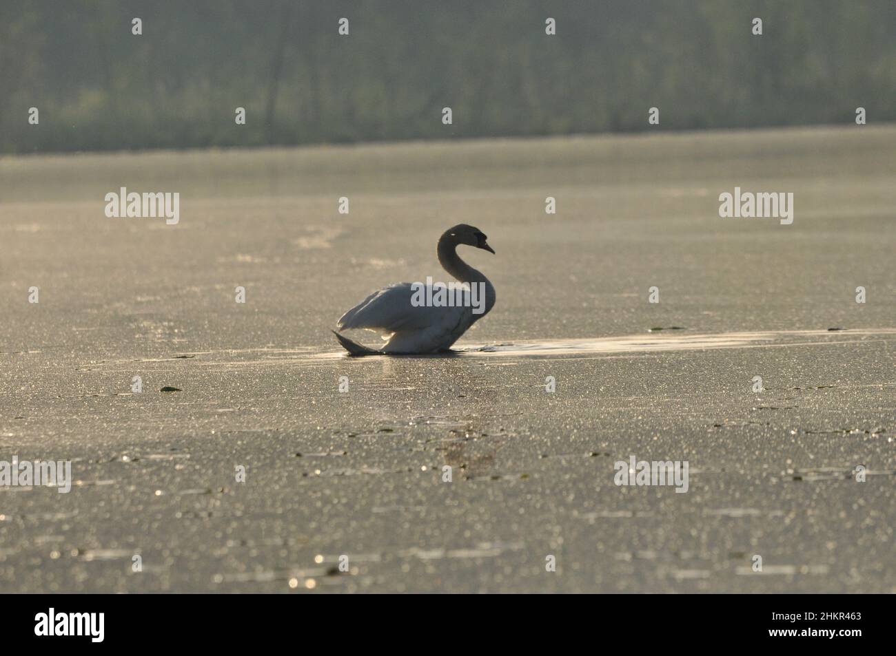 Mute swan swimming on the lake, river. A snow-white bird with a long ...