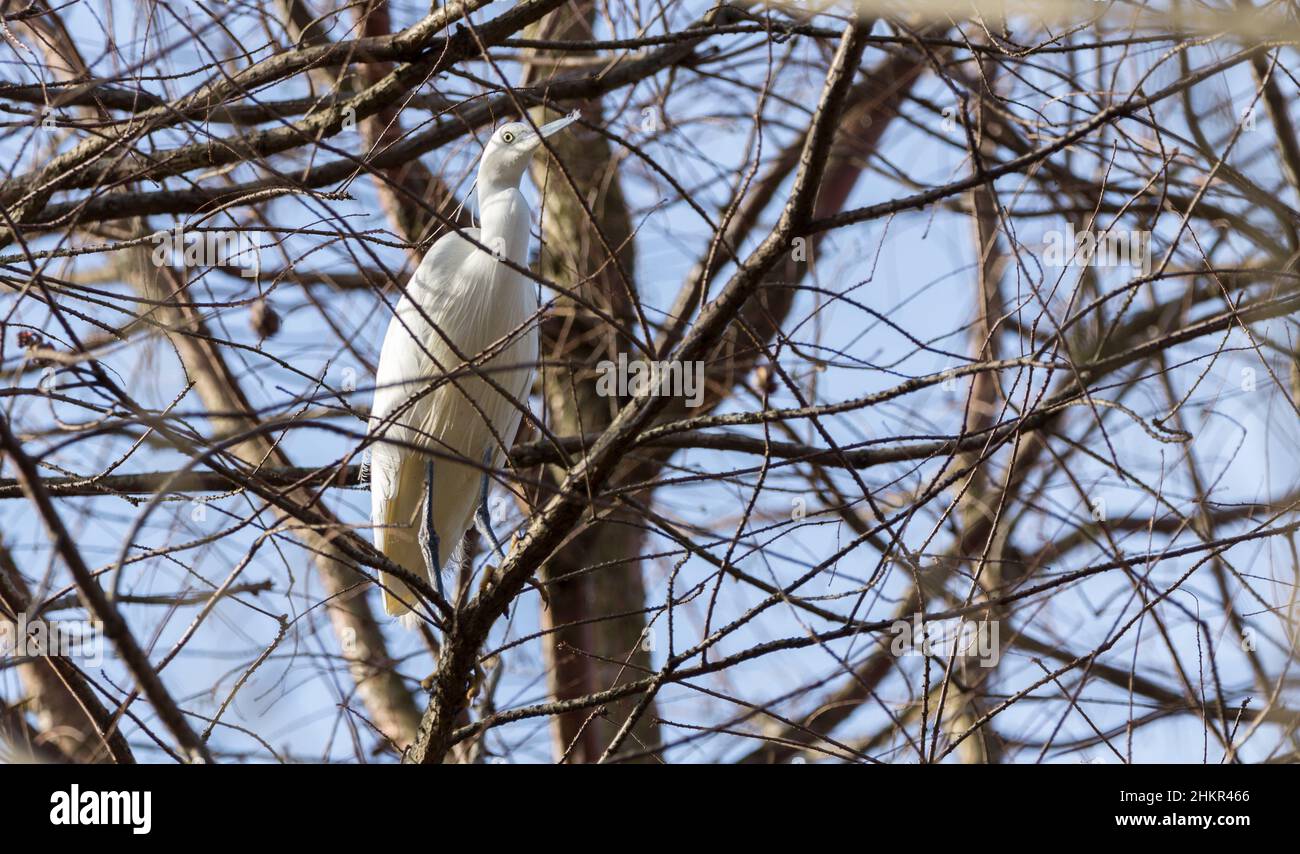 Little egret (Egretta garzetta) heron like white wading bird perched in ...
