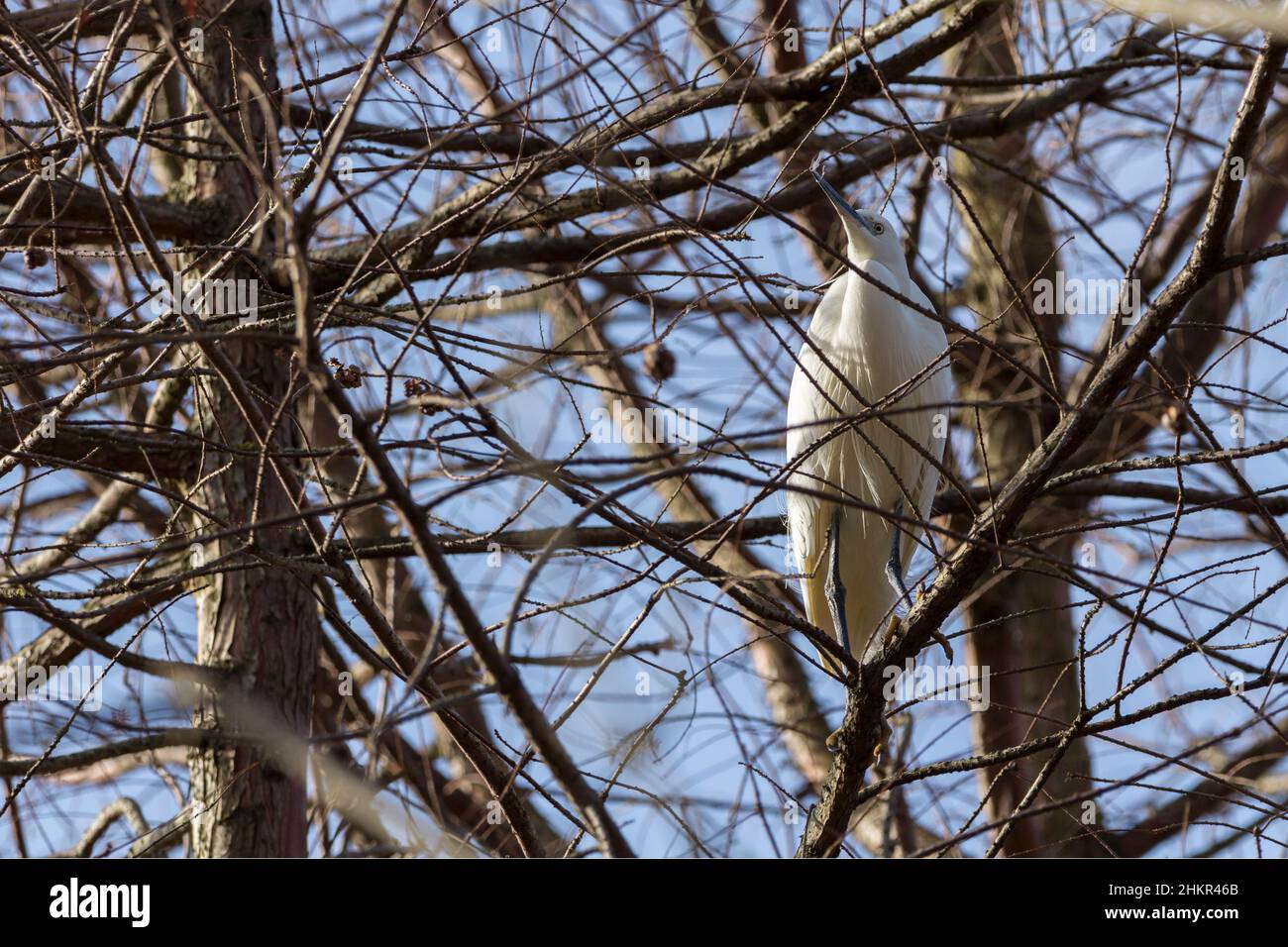 Little egret (Egretta garzetta) heron like white wading bird perched in ...
