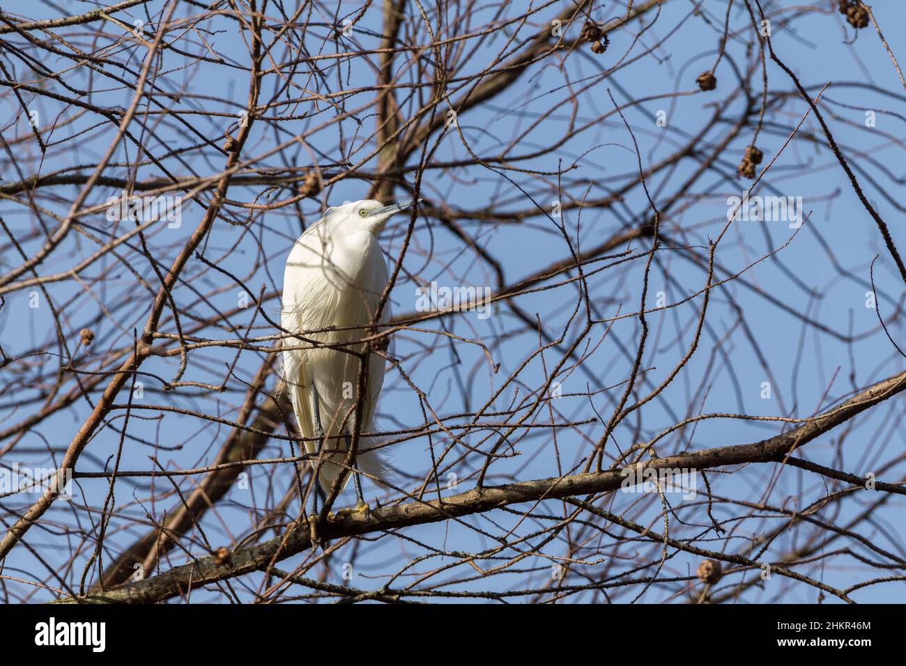 Little egret (Egretta garzetta) heron like white wading bird perched in ...