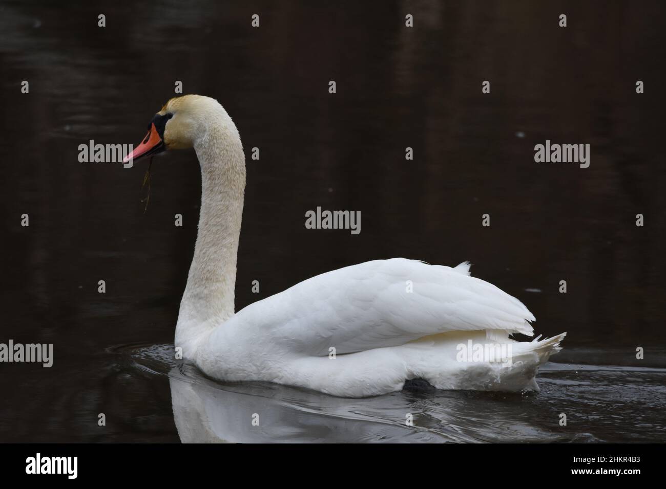 Mute swan swimming on the lake, river. A snow-white bird with a long ...
