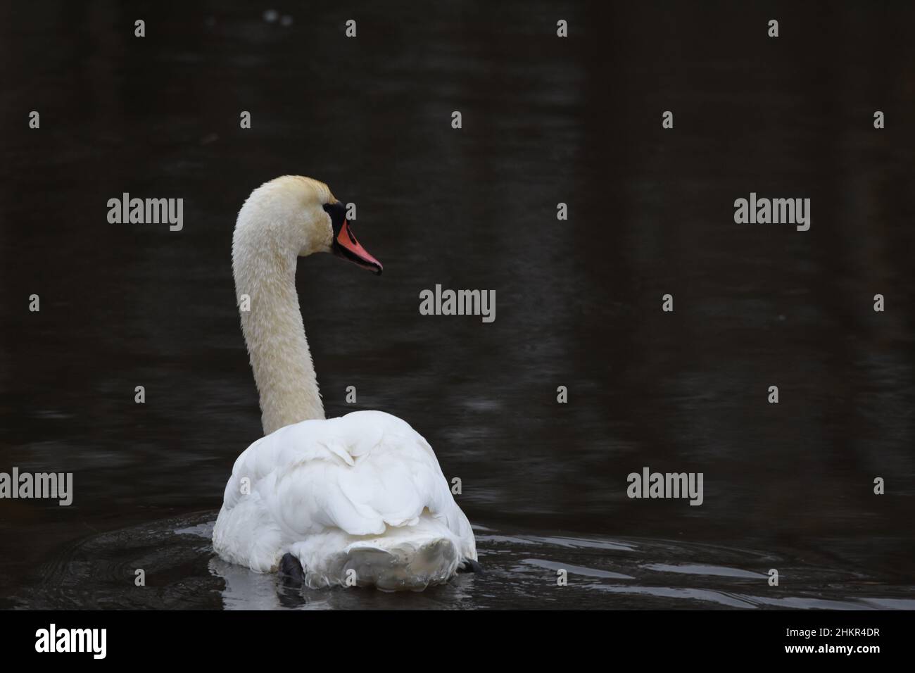 Mute swan swimming on the lake, river. A snow-white bird with a long ...