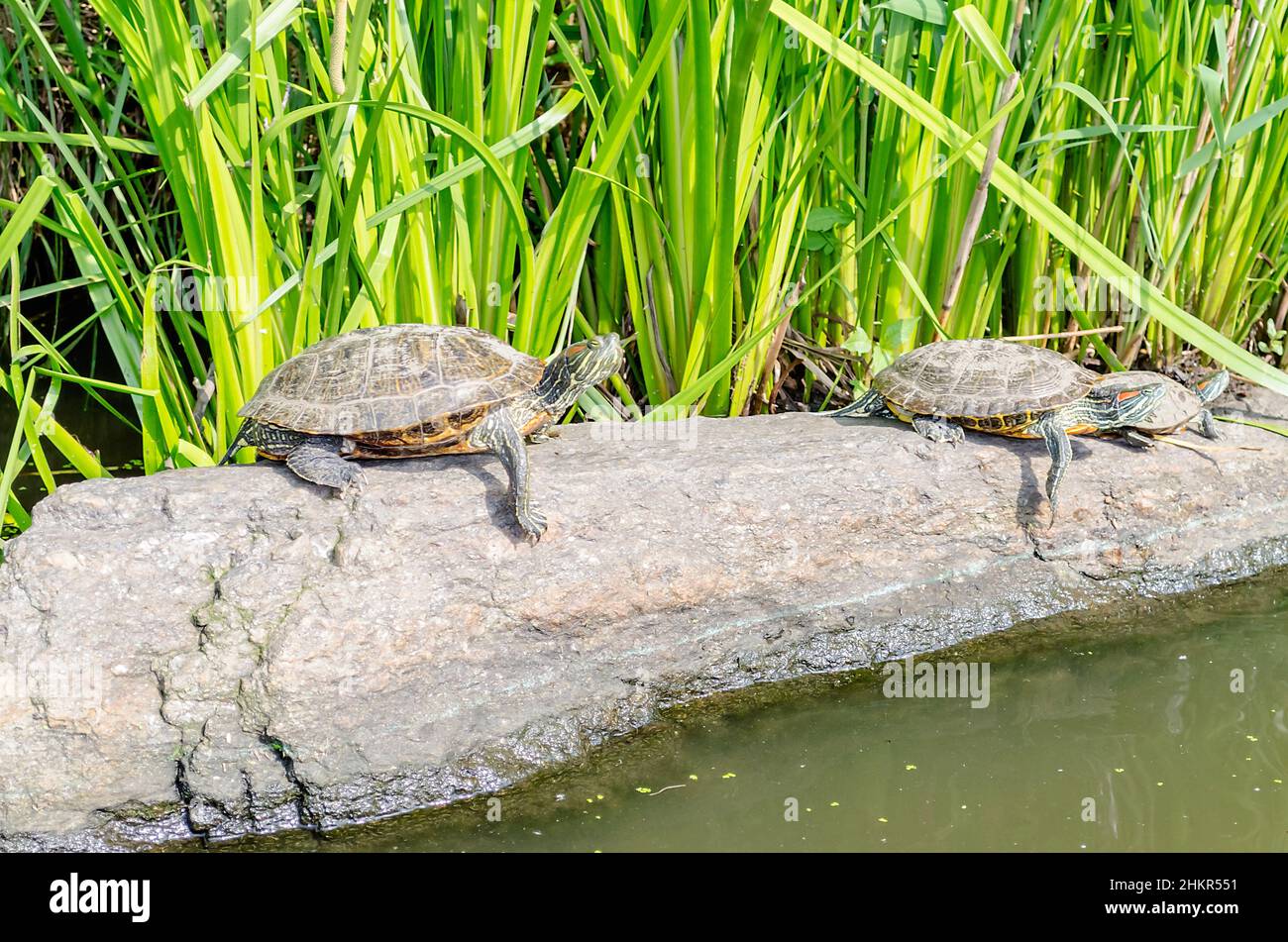 Red-eared Turtles on the rocks of the North Lake in Central Park, New ...