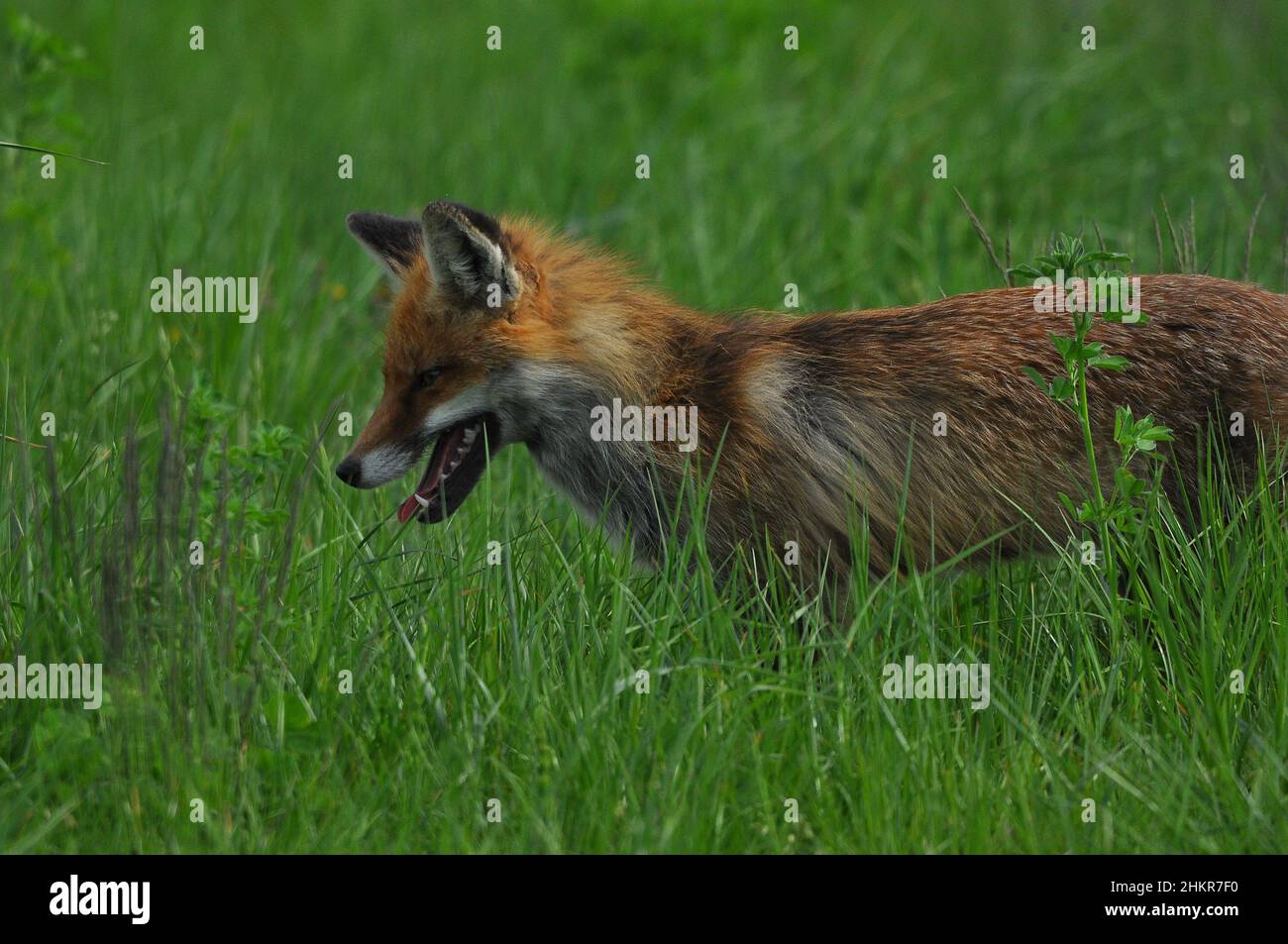 Red fox digging hi-res stock photography and images - Alamy