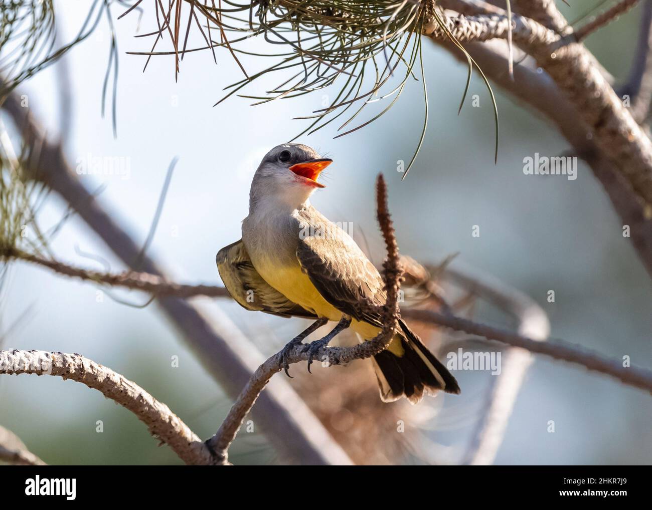 Baby bird with beak open hi-res stock photography and images - Alamy
