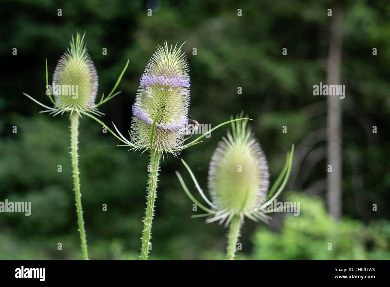 close-up of the cone shaped seed head of a wild teasel with a bumble ...
