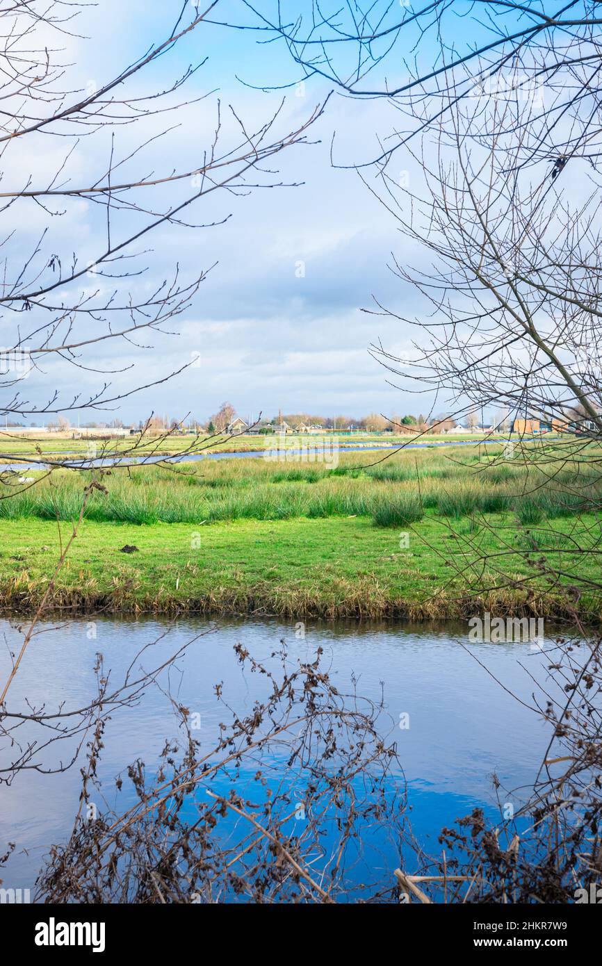 View of the low grasslands (polders) in the west of the Netherlands ...