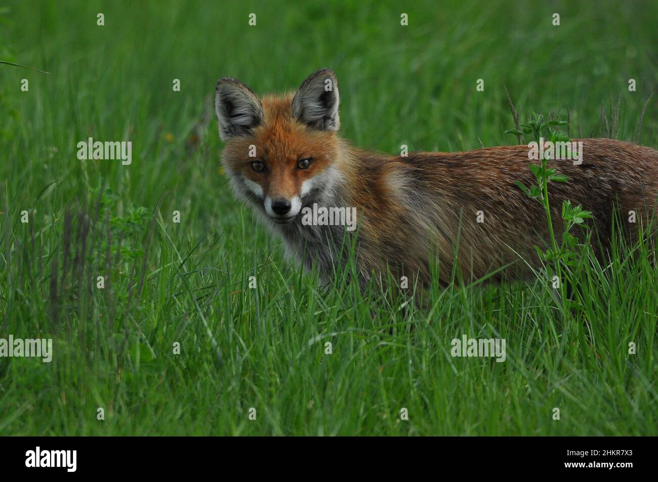 A fox with a long ginger pony while hunting in a meadow. Looking for a ...
