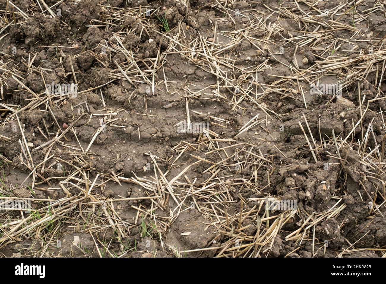 the tire tracks of a tractor in a harvested wheat field with straw ...