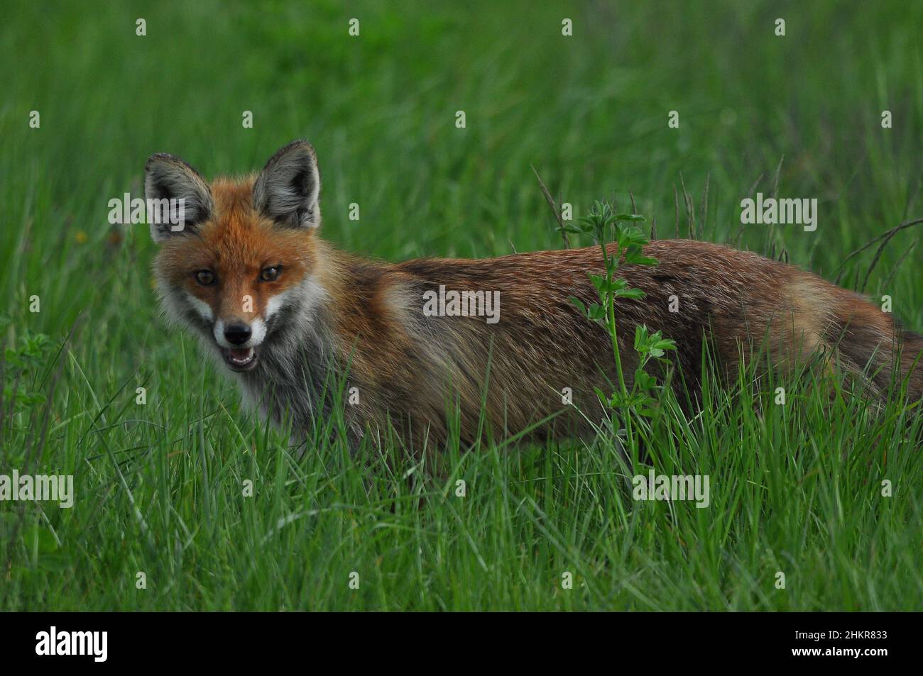 Red fox digging hi-res stock photography and images - Alamy
