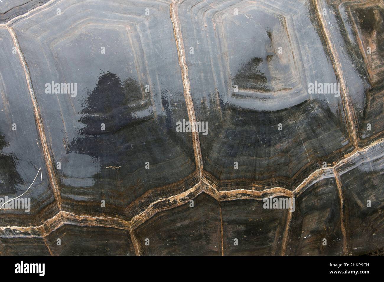 Aldabra Giant Tortoise; Aldabrachelys gigantea; Shell Detail ...