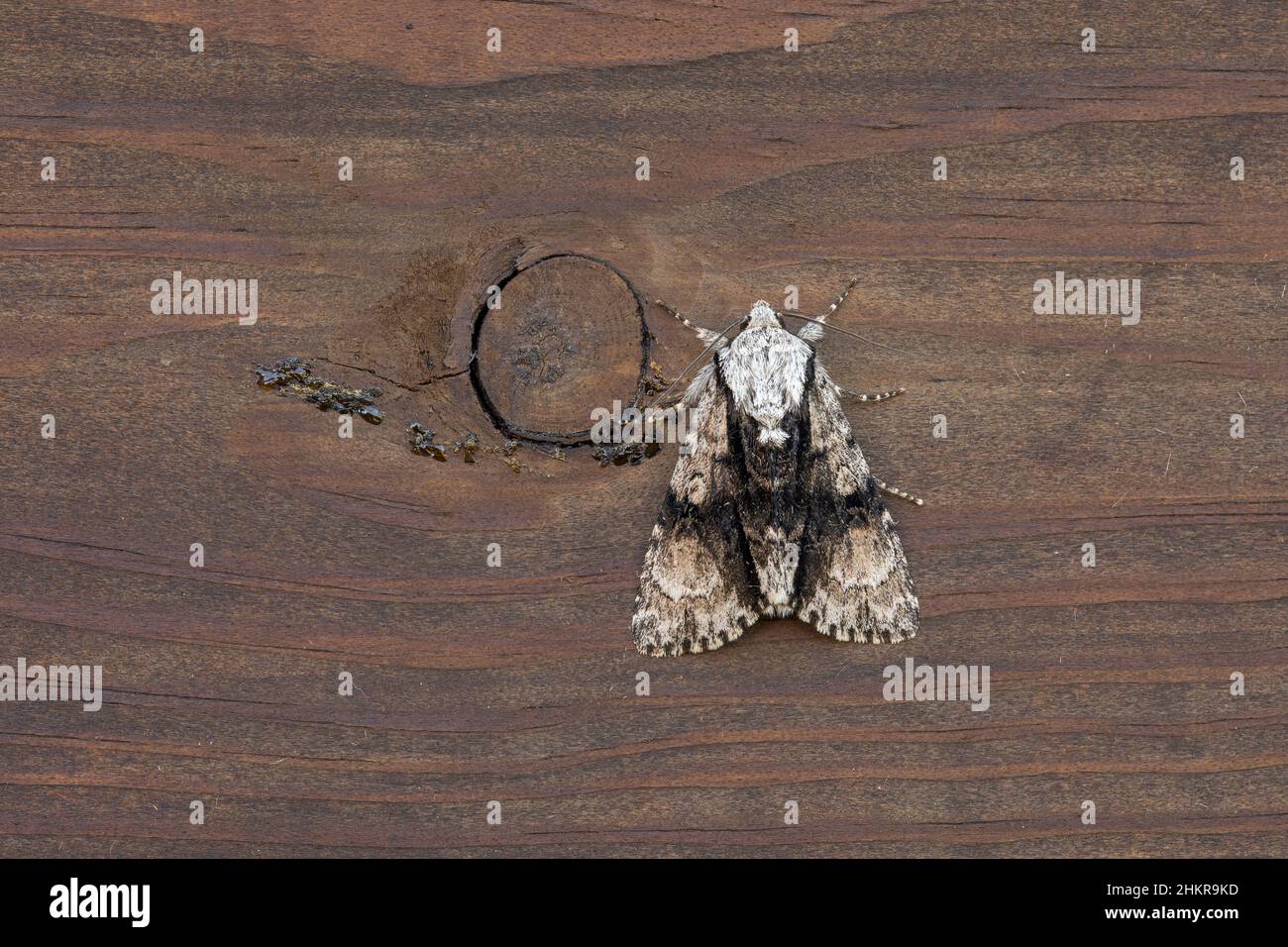 Alder moth hi-res stock photography and images - Alamy