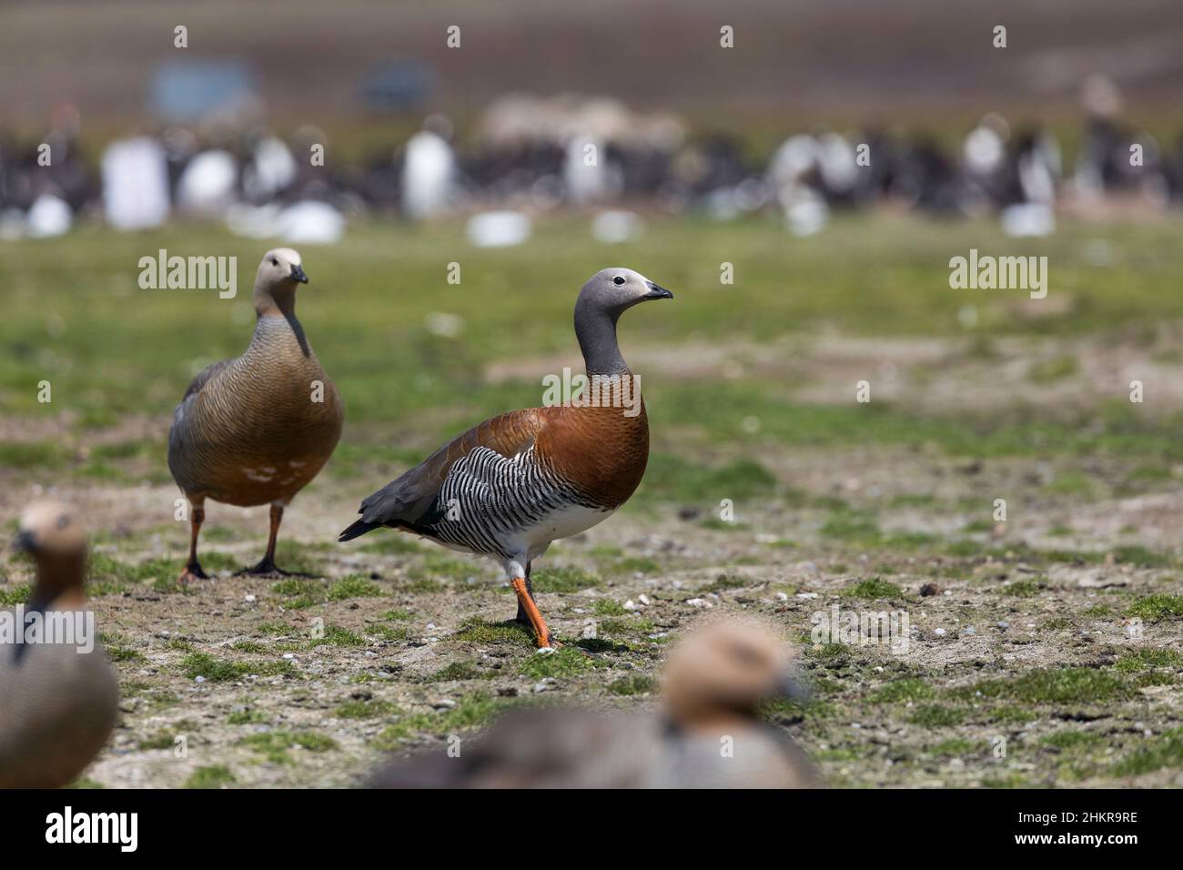 Ashy headed geese chloephaga poliocephala hi-res stock photography and ...