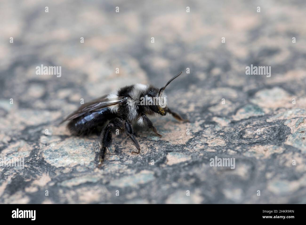 Ashy Mining Bee; Andrena cineraria; on Tarmac; UK Stock Photo - Alamy
