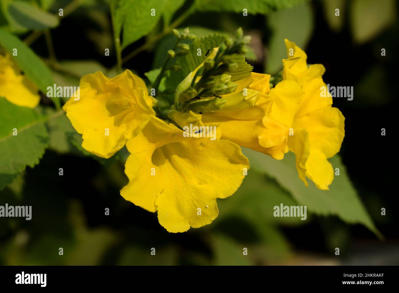 Bahamas National Flower