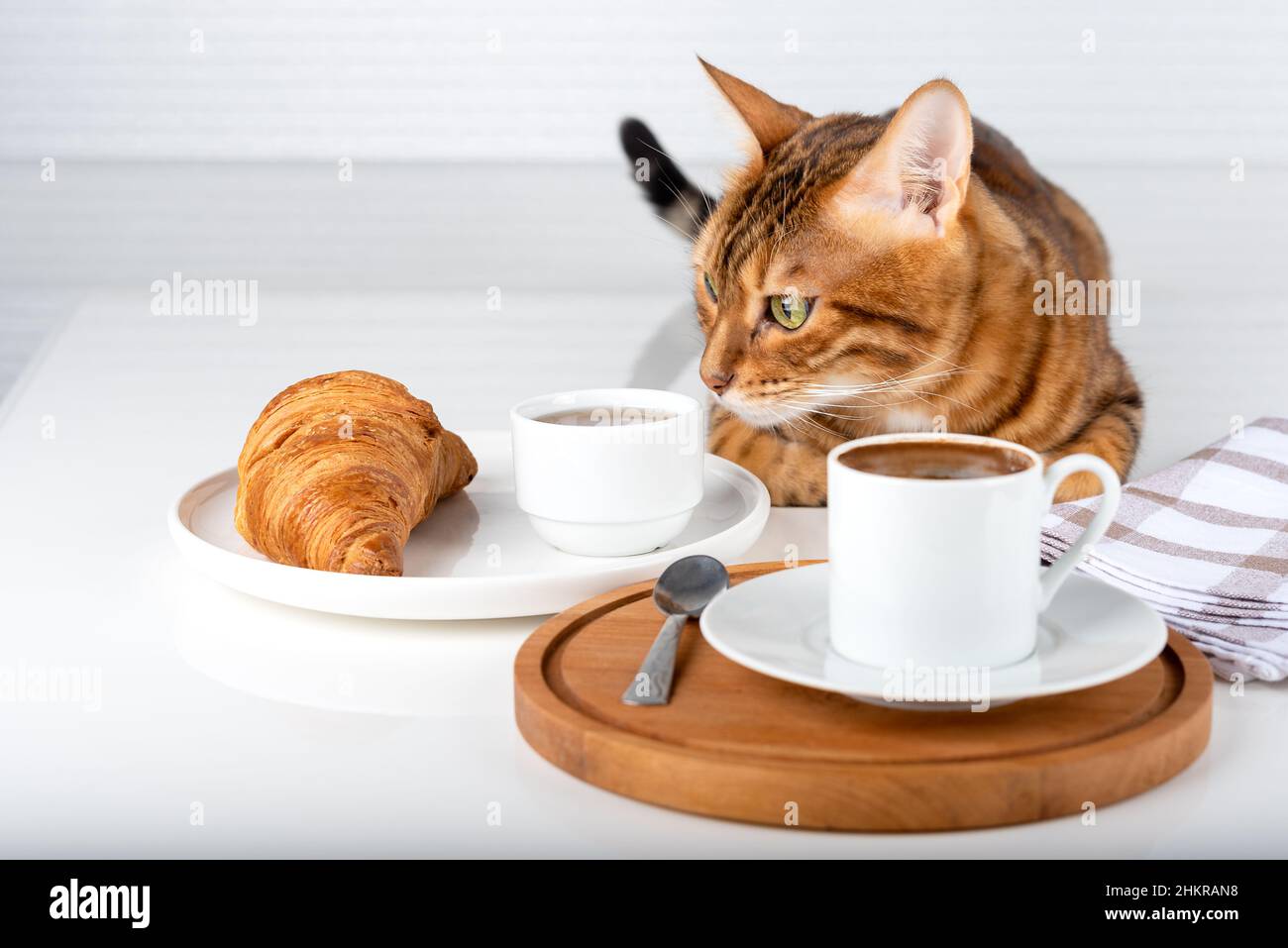 Turkish coffee, croissant and bengal cat indoors. fresh breakfast Stock ...