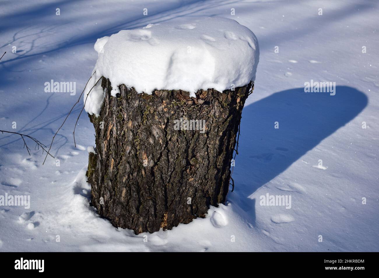 Snow covered pine tree stump Stock Photo - Alamy