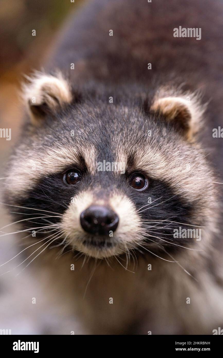 Vertical closeup shot of the Raccoon in their habitat Stock Photo - Alamy
