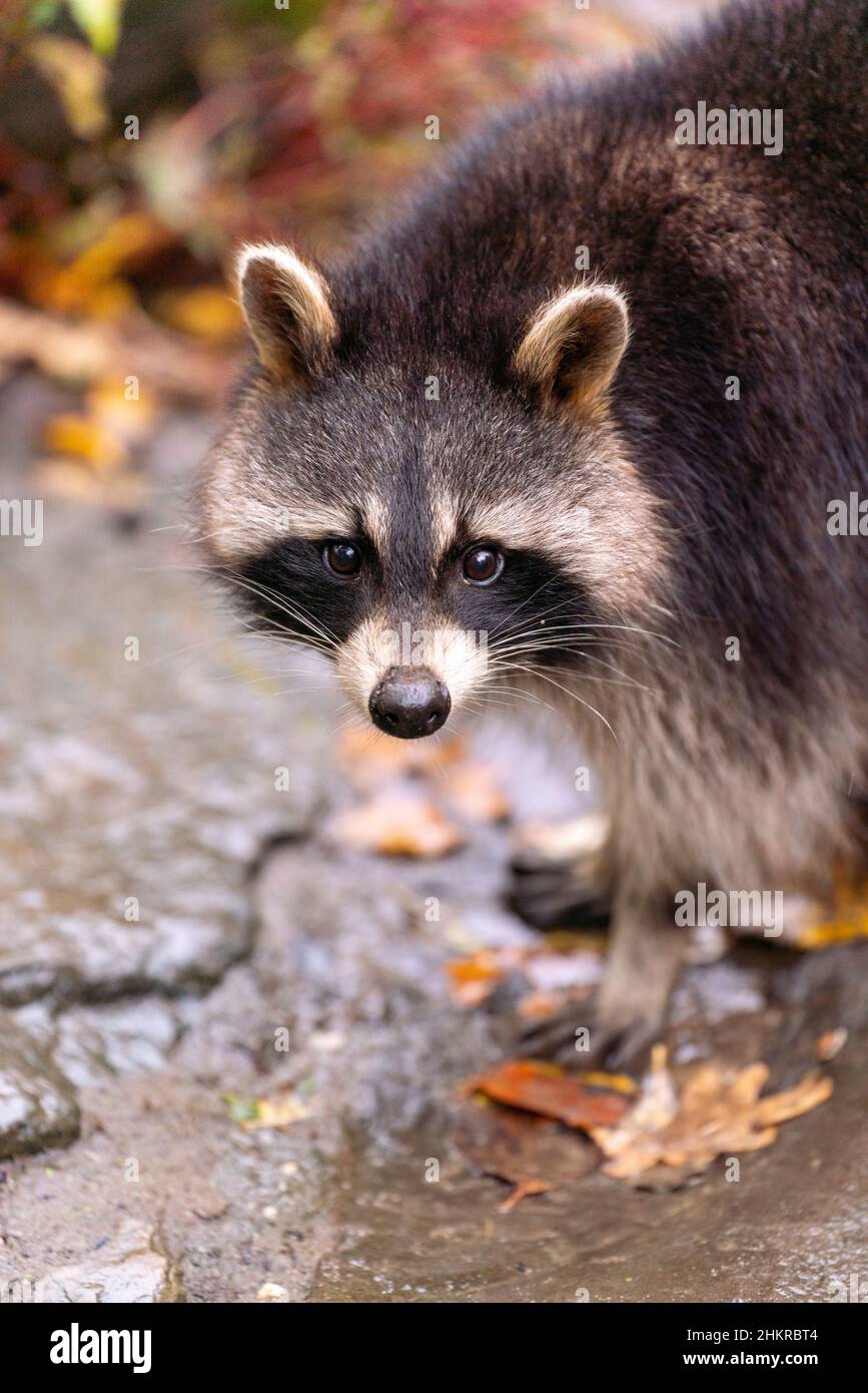 Vertical closeup shot of the Raccoon in its habitat Stock Photo - Alamy