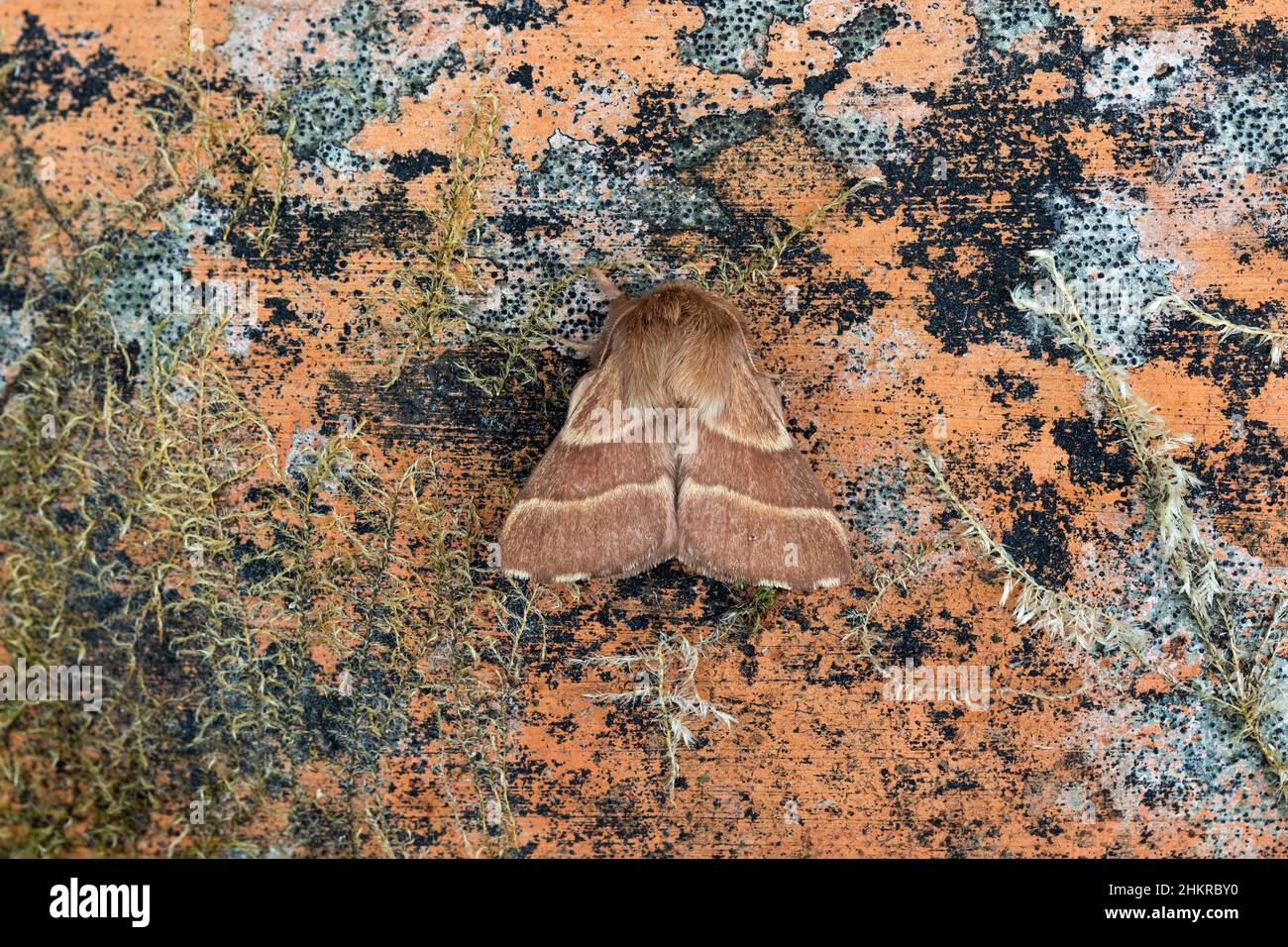 Lackey Moth; Malacosoma neustria; UK Stock Photo - Alamy