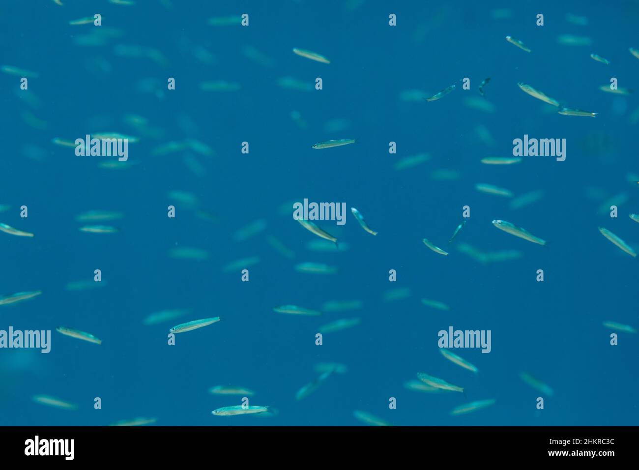 Fish Swimming; Maldives Stock Photo - Alamy