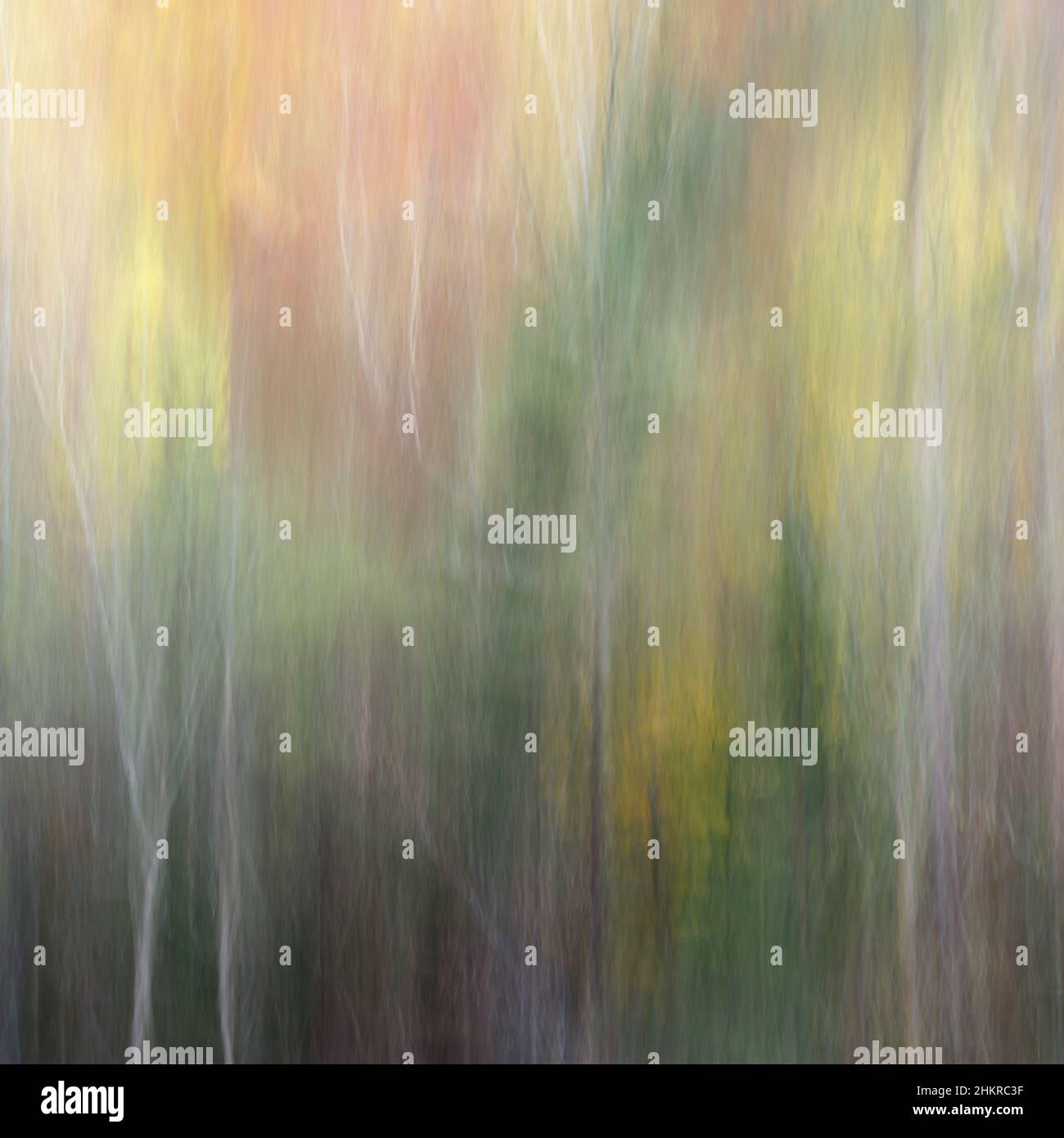 Vision trees and trees hi-res stock photography and images - Alamy