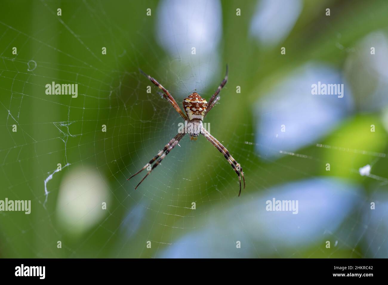 Maldivian Spider; on Web; Maldives Stock Photo - Alamy