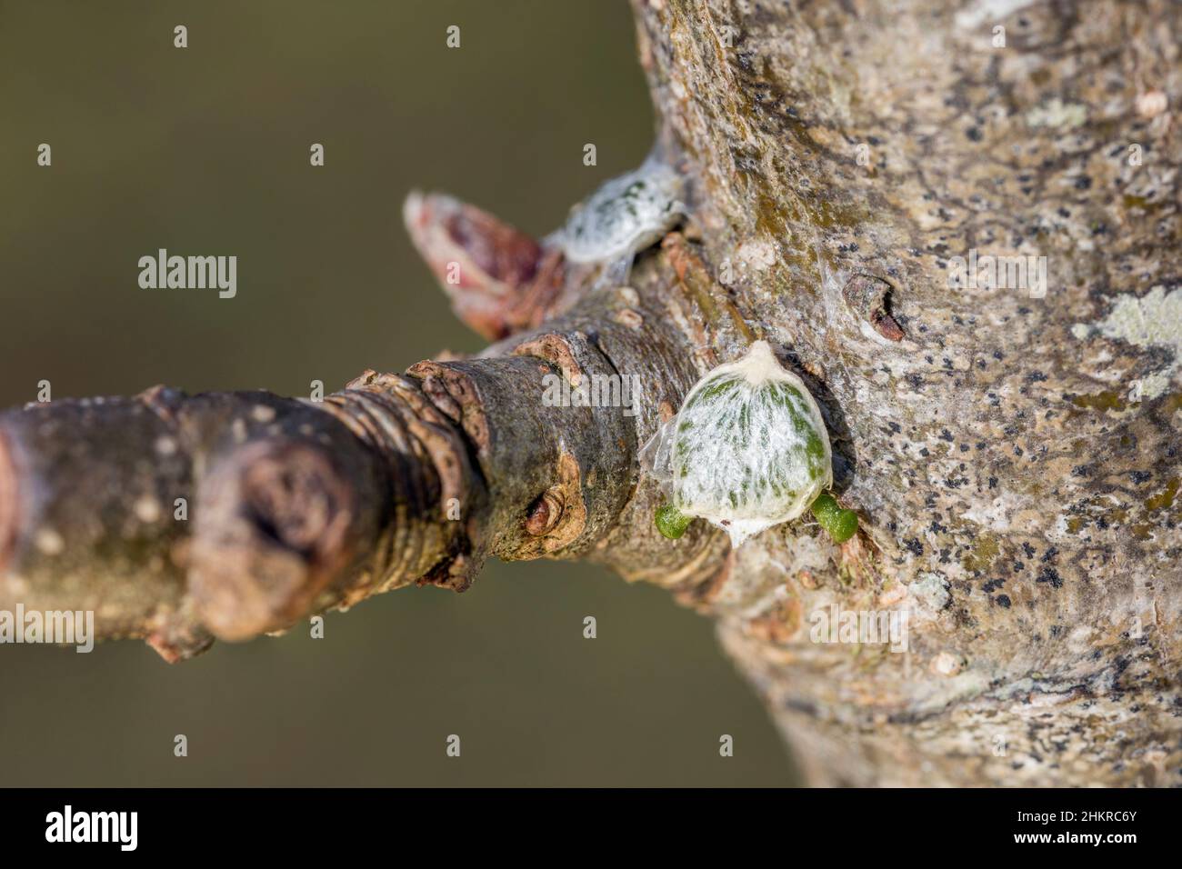 Sprouting tree hi-res stock photography and images - Alamy