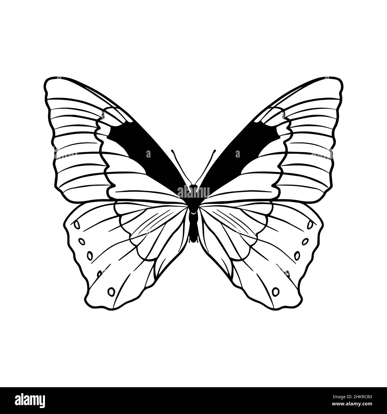 Contour drawing of a butterfly on a white background. Doodle style. A ...