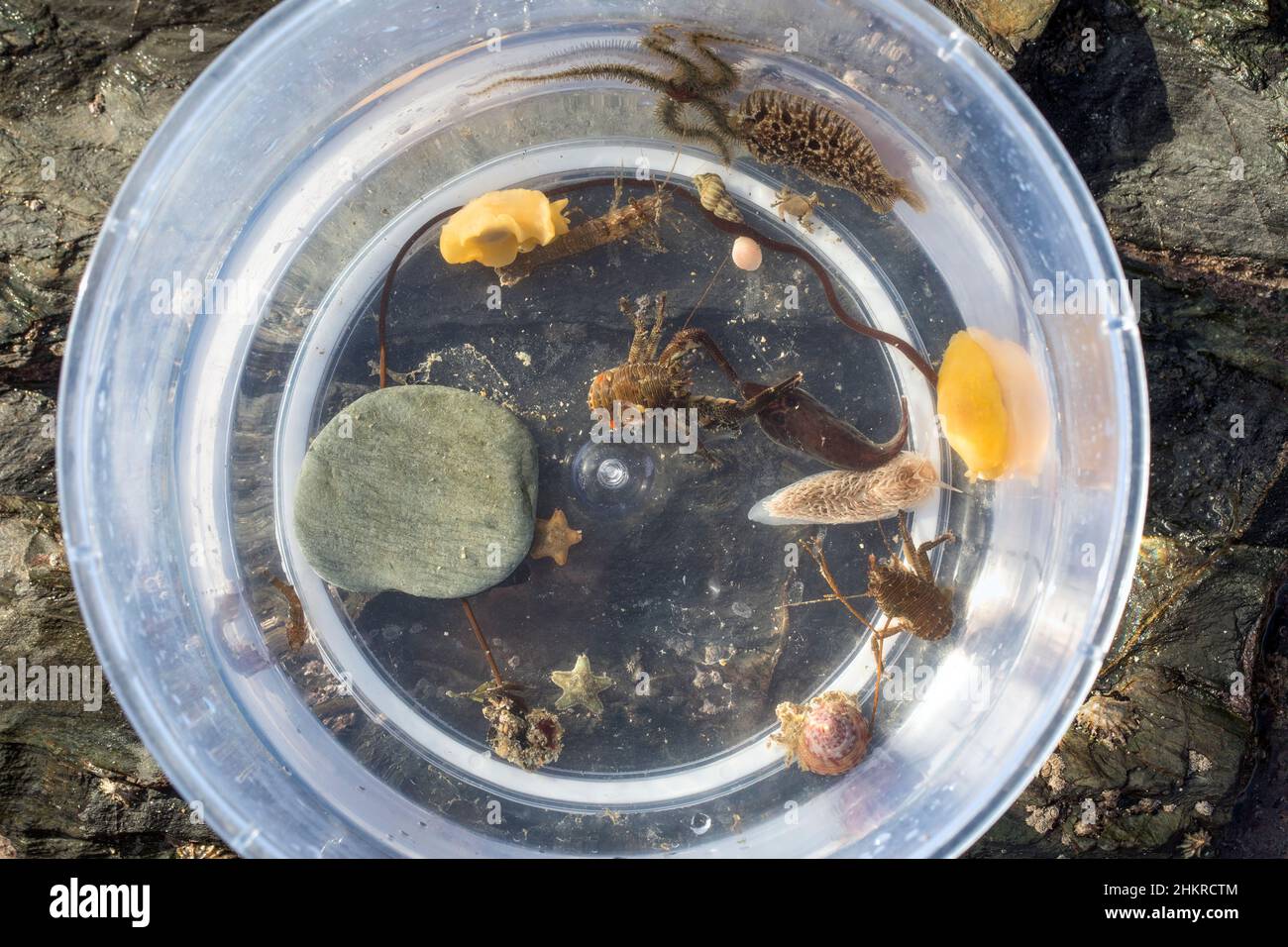 Rock Pool; Selection of Creatures Found - UK Stock Photo - Alamy Rock Pool; Selection of Creatures Found - UK Stock Photo - Alamy
