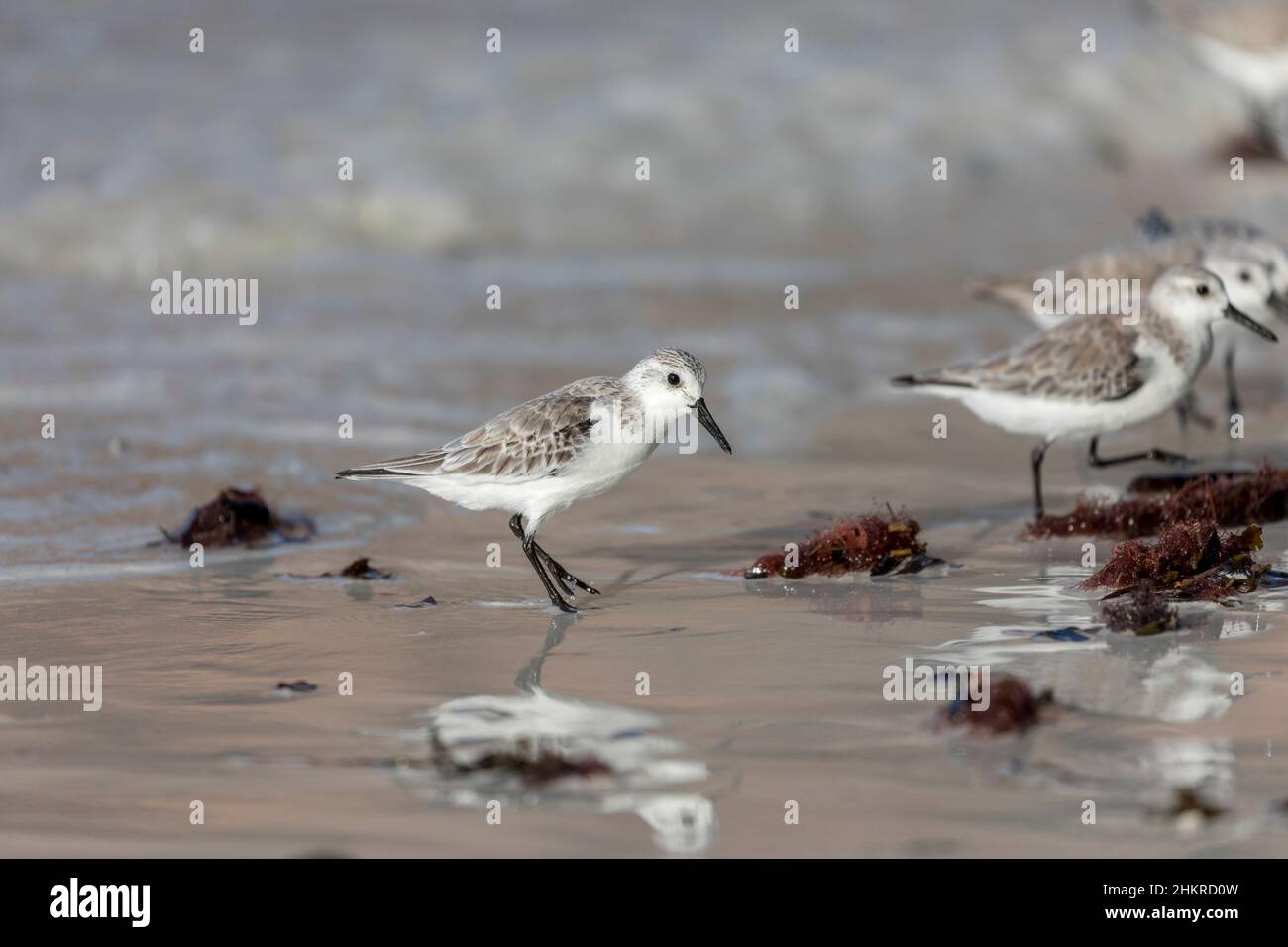 Sanderling winter plumage uk hi-res stock photography and images - Alamy