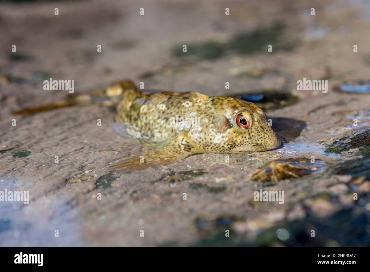 Shanny hi-res stock photography and images - Alamy