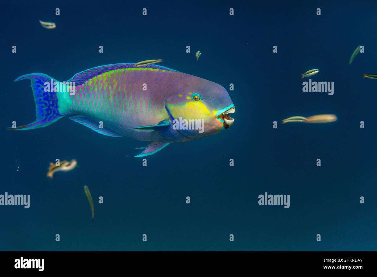 Sheephead Parrotfish; Chloruru strongylocephalus; Male; Maldives Stock ...
