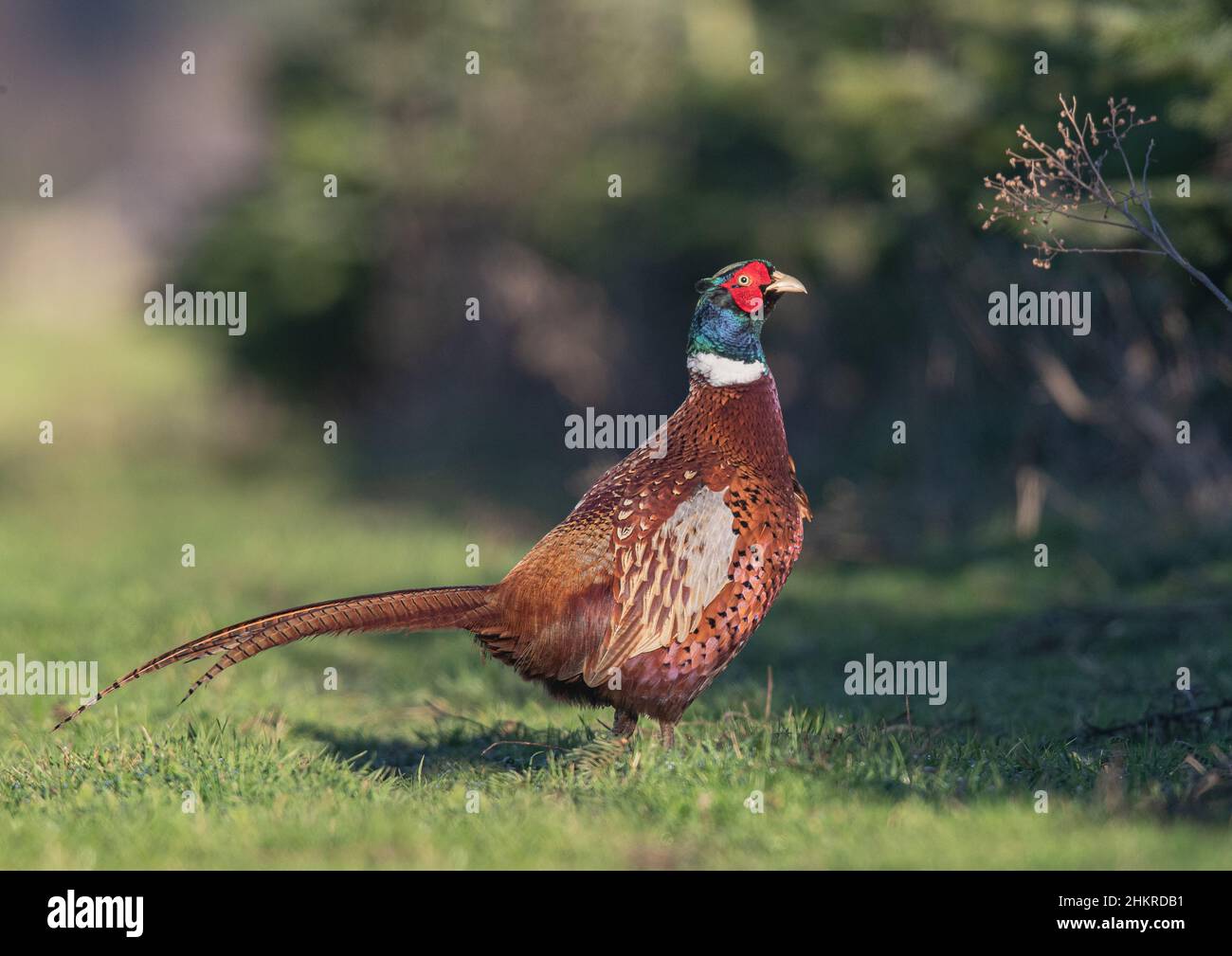 A cock Pheasant in all his colourful splendour, standing proud in the ...