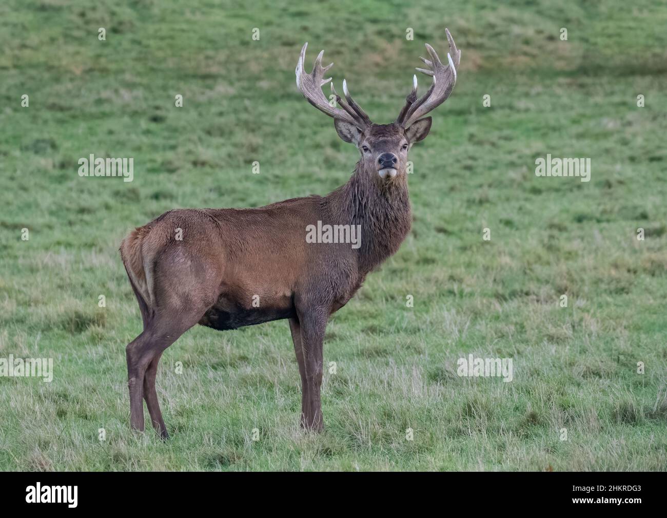 A big Red Deer stag standing proud on a green grassland background ...