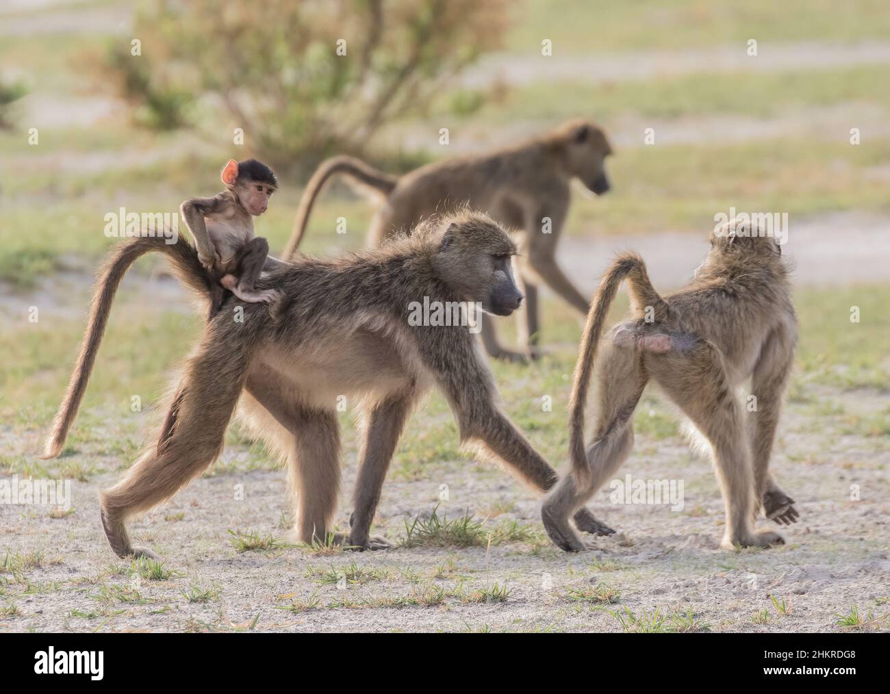 A Chacma Baboon mother with her baby clinging to her back , walking in ...