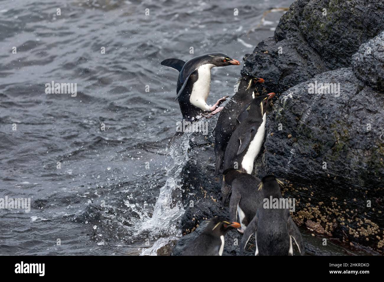 Southern Rockhopper Penguin; Eudyptes chrysocome; Jumping out From the ...