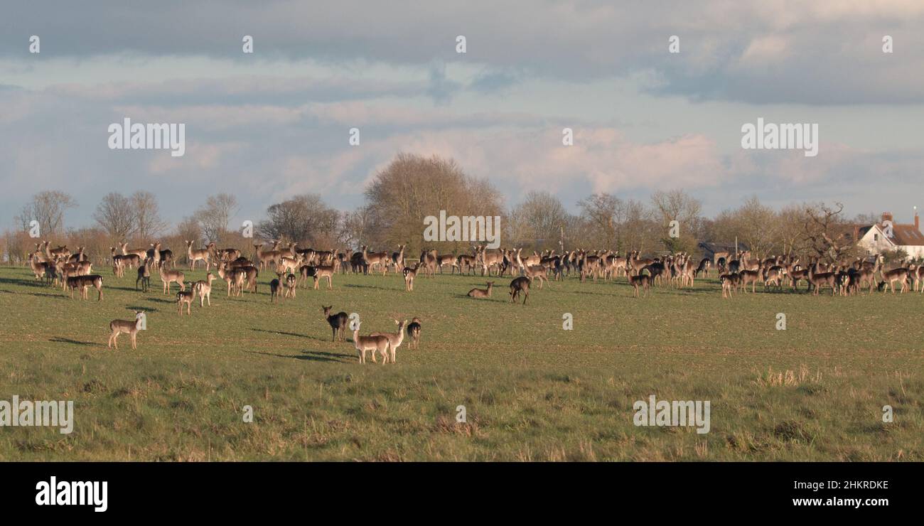 Huge numbers of Fallow deer congregating around the farm and eating the ...