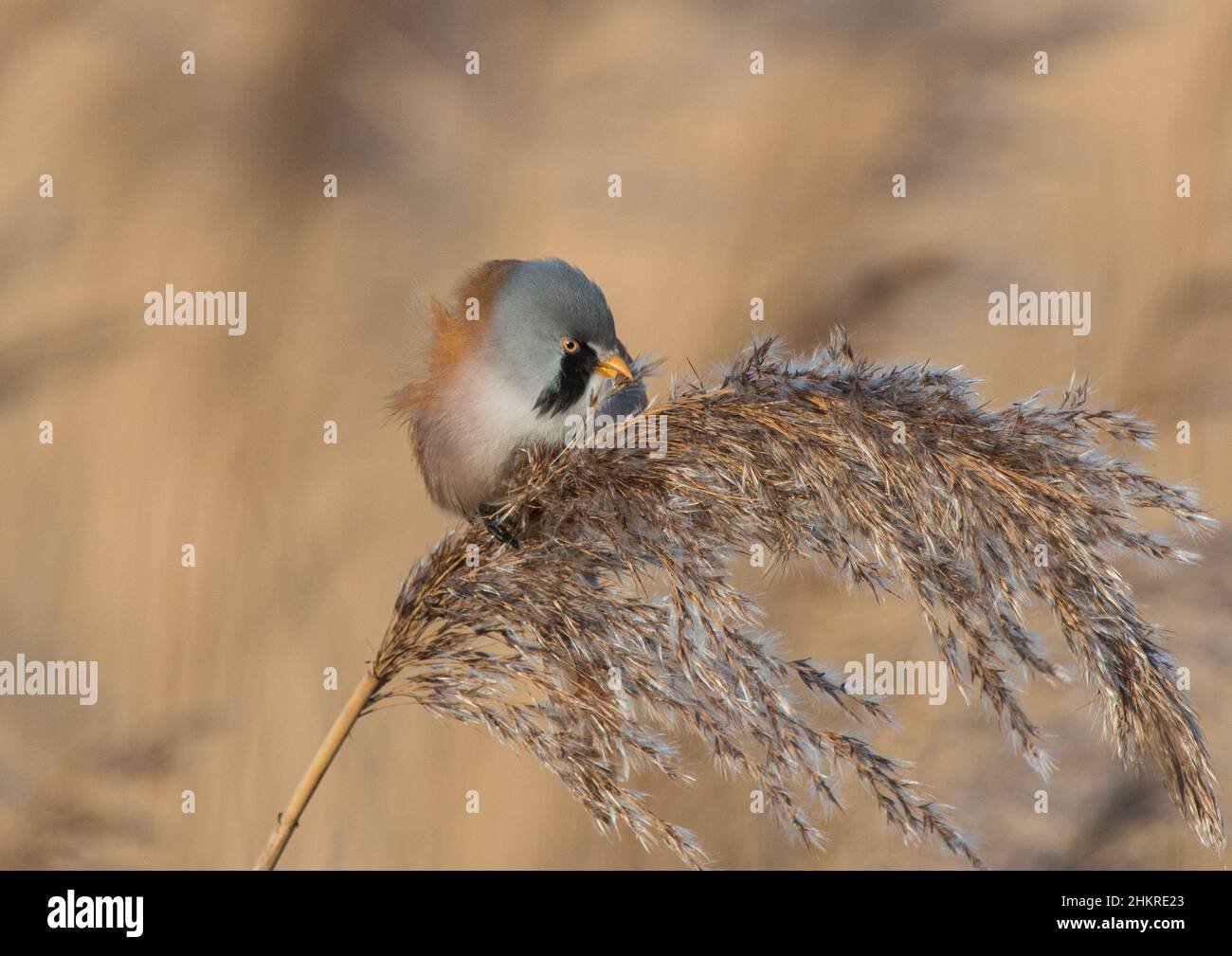 A male Bearded Tit / Bearded reedling with a spectacular "moustache ...