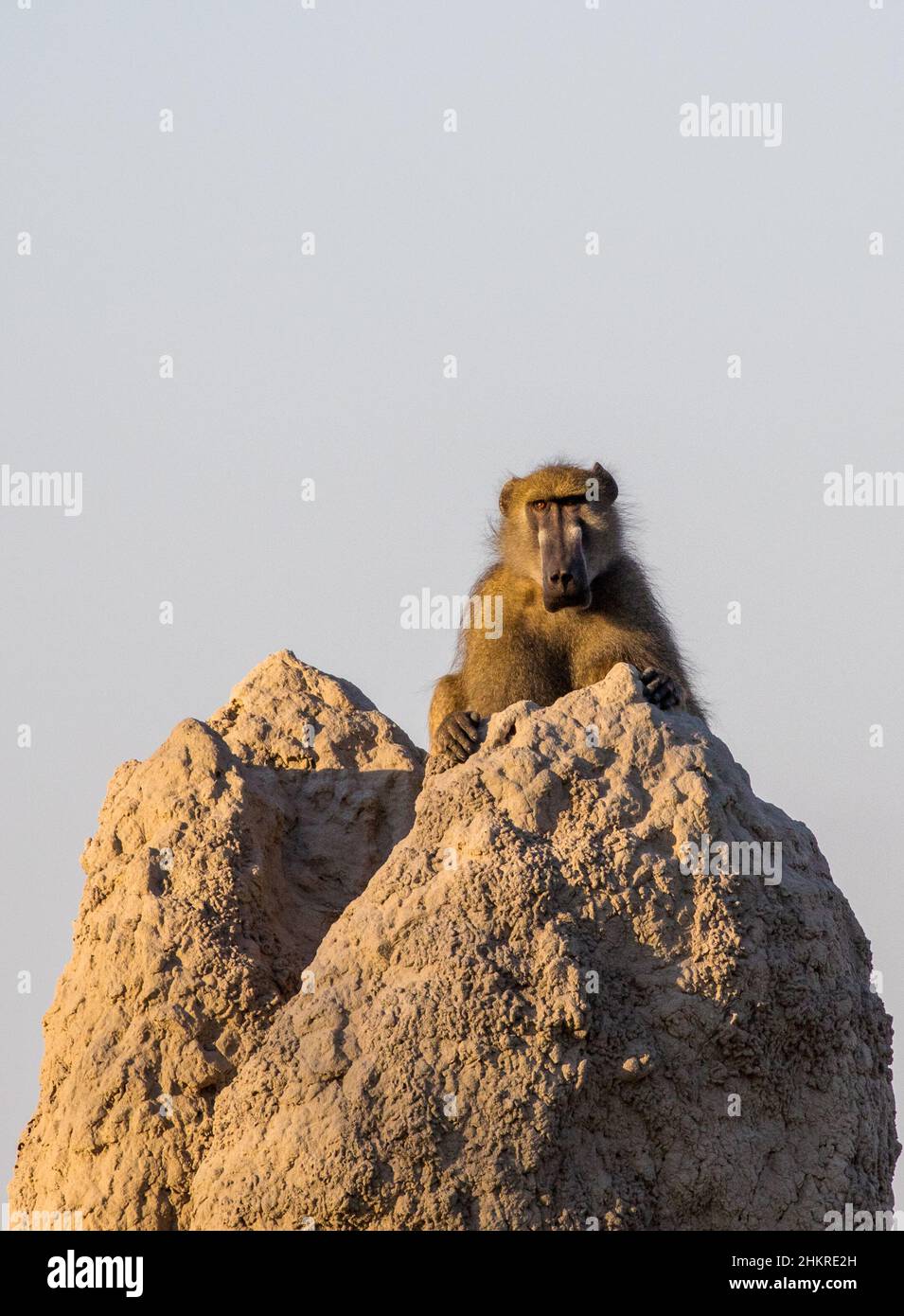 King of the Castle . A big male Chacma baboon on guard duty on a ...