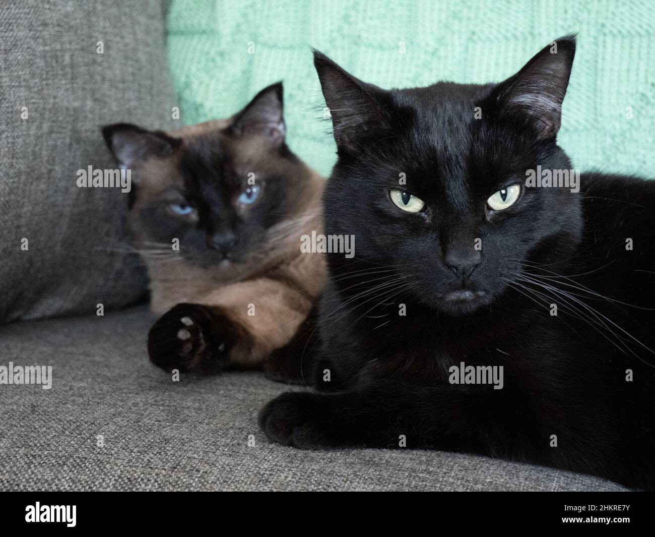 Black Half Siamese Cat